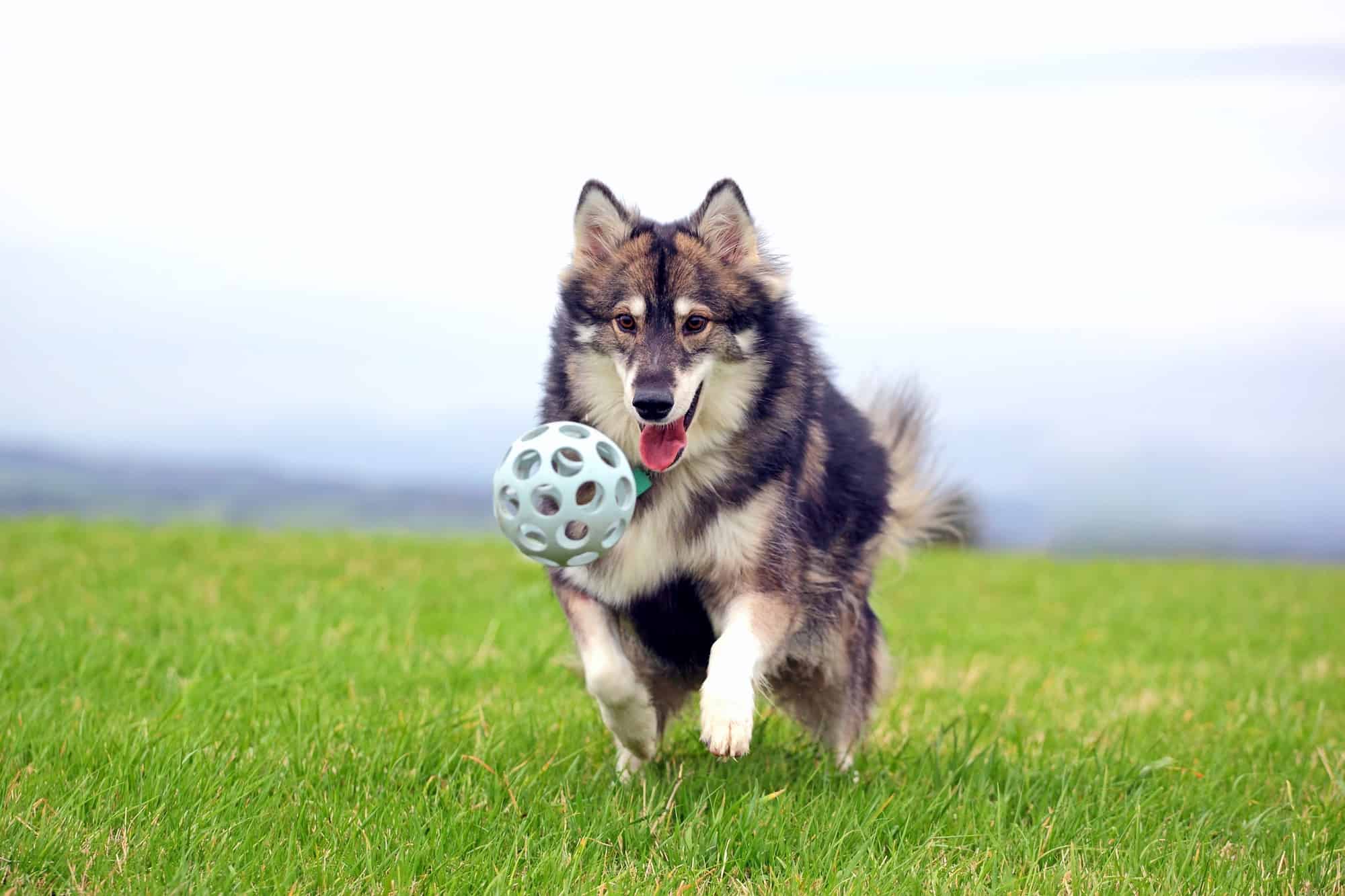 30 Different Types of Huskies (With Pictures) - Bubbly Pet