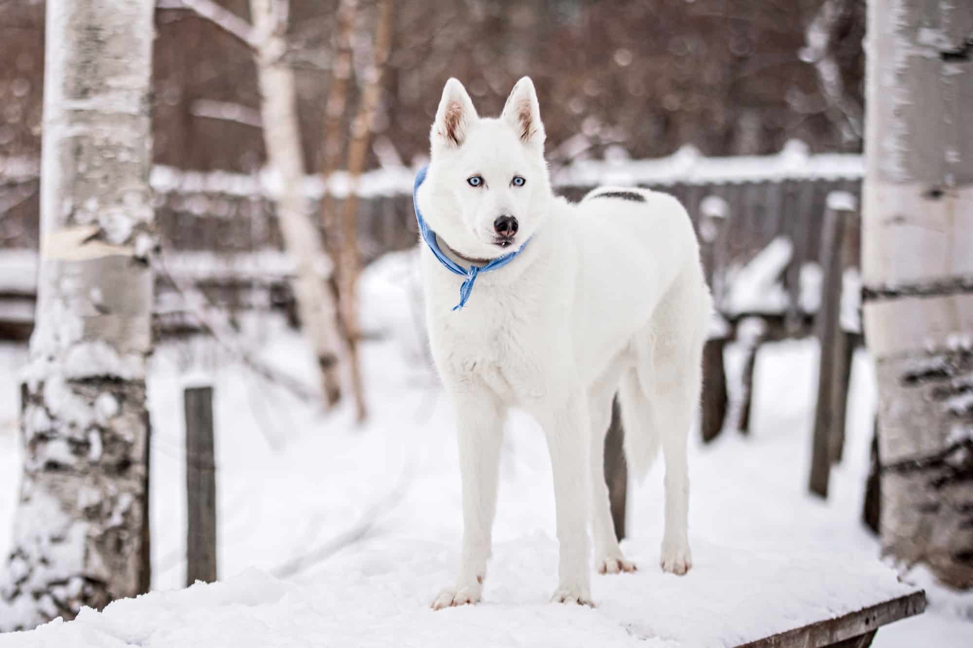 30 Different Types of Huskies (With Pictures) - Bubbly Pet