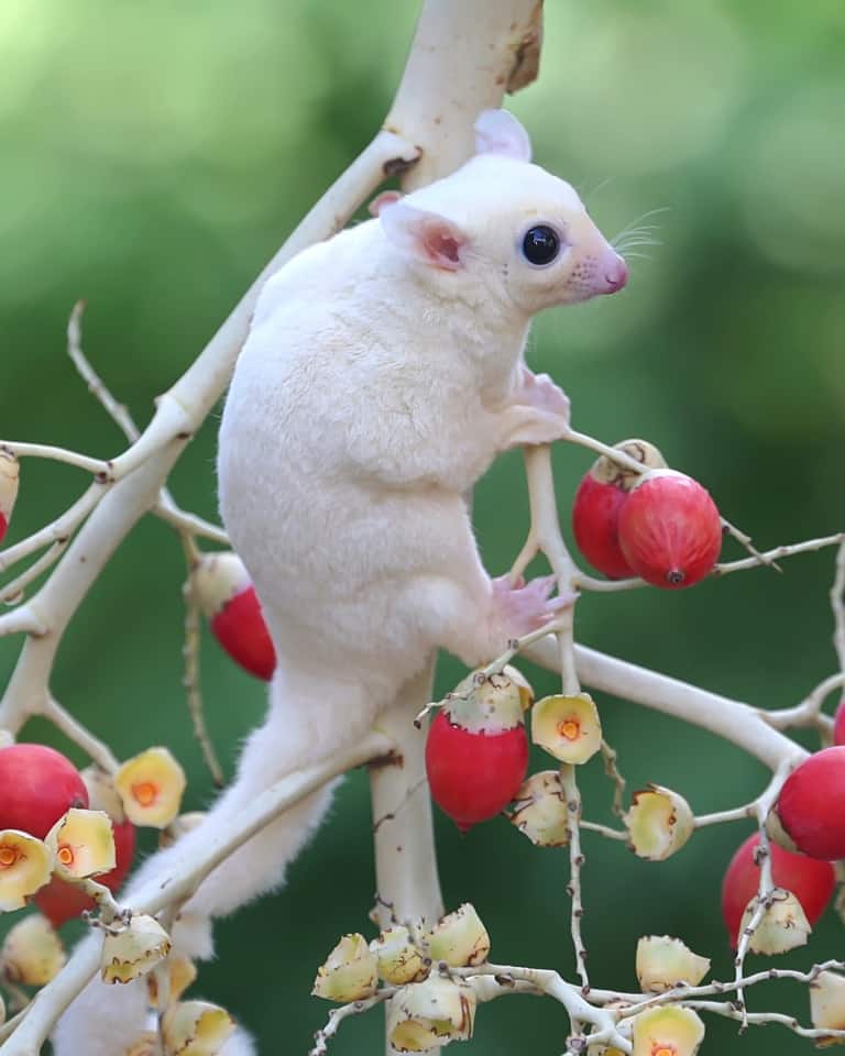 20+ Sugar Glider Colors and Patterns Explained (With Pictures)