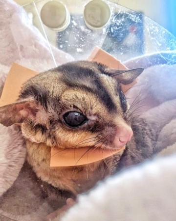 20+ Sugar Glider Colors and Patterns Explained (With Pictures)