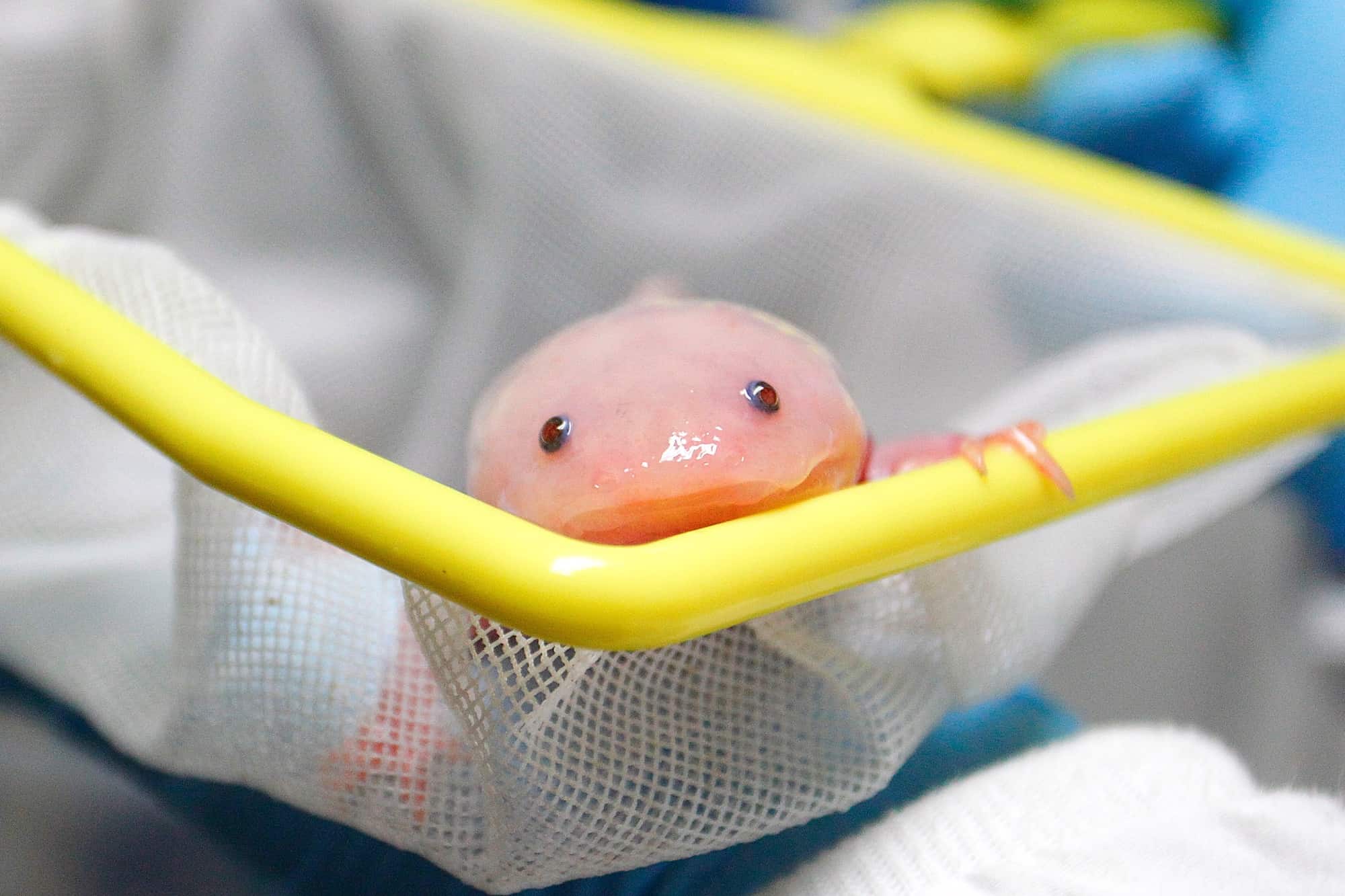 Can Axolotls Go on Land? - All Questions Answered (With FAQs)