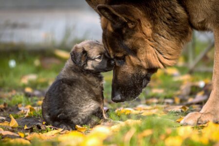 40+ Pictures of Baby German Shepherds to Brighten Your Day