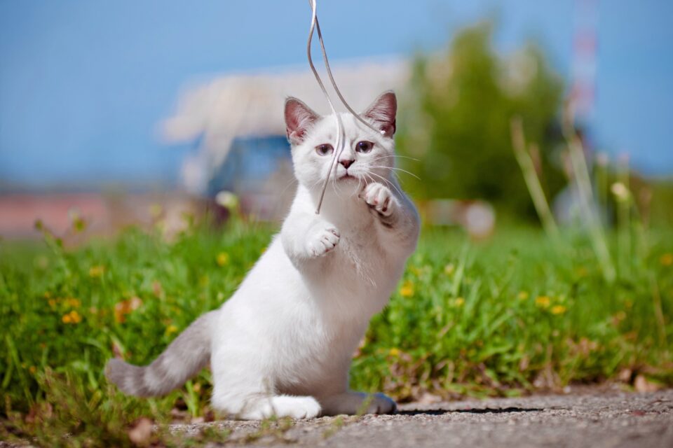 How Much Does a Munchkin Cat Cost? (2026 Price Guide)