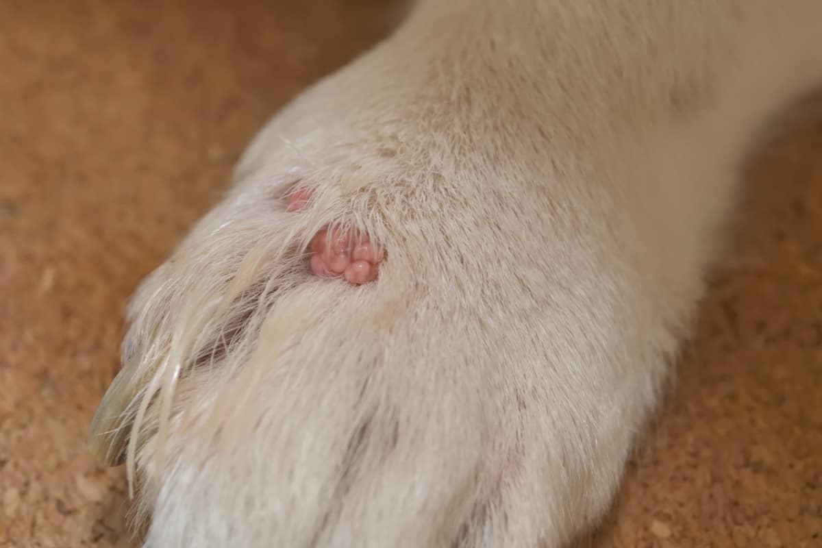 What Do Cancerous Warts On Dogs Look Like What Do Cancerous Warts On Dogs Look Like