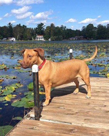 Doxie-Pit (Pitbull & Dachshund Mix) Info, Pictures, Facts, FAQs & More