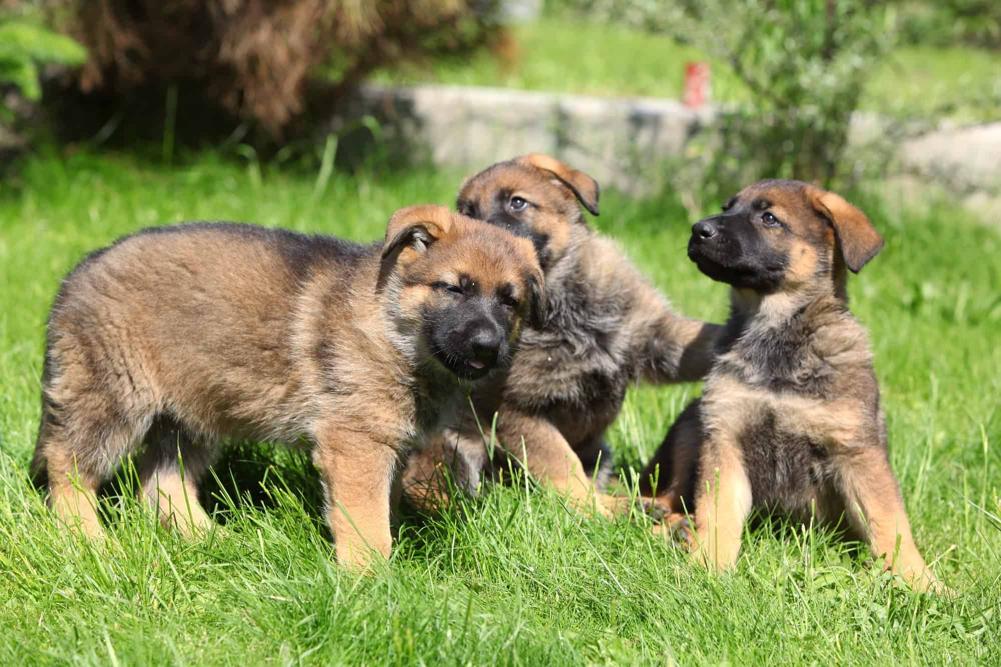 40+ Pictures of Baby German Shepherds to Brighten Your Day