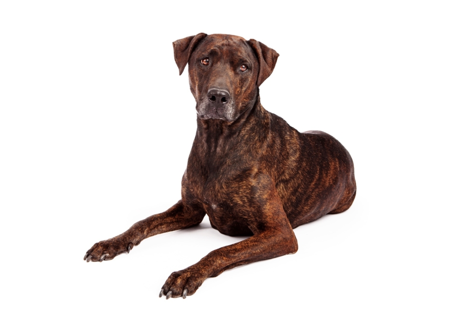 Plott Hound Lab Mix: Info, Pictures, Facts, Traits, FAQs & More