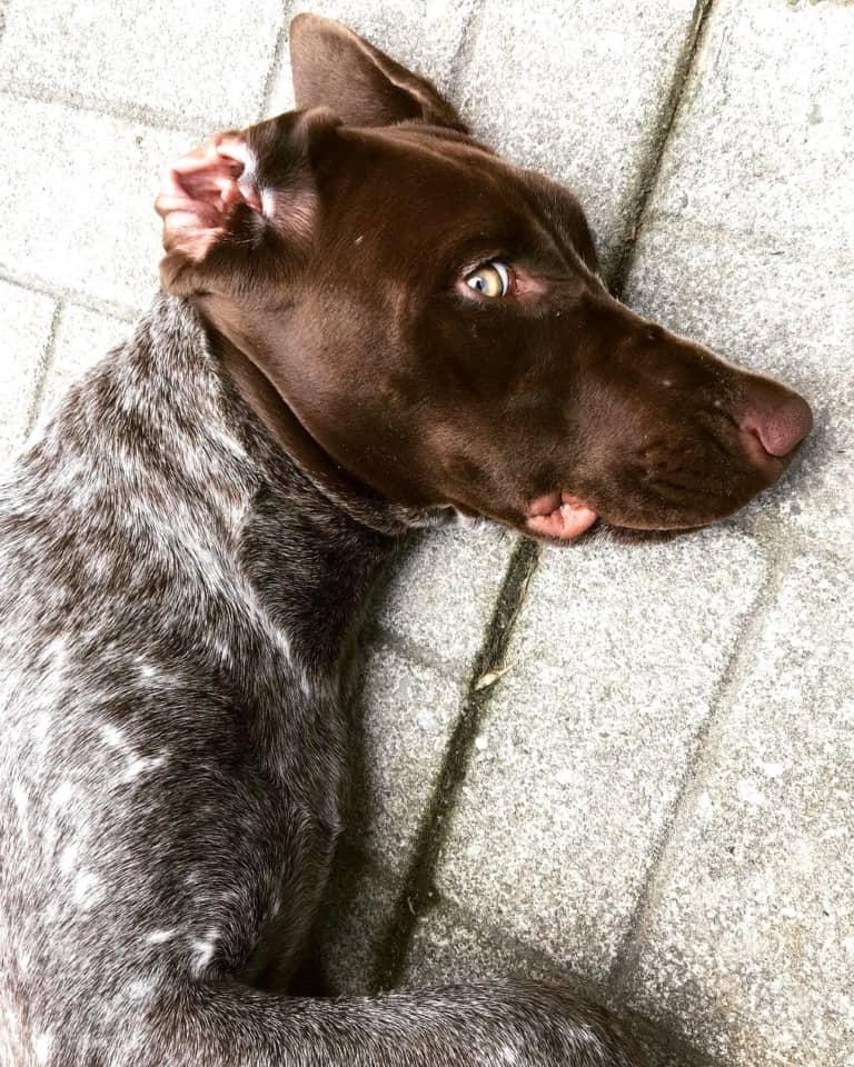 What Does Your Dog's Side-Eye (AKA Whale Eye) Really Mean?