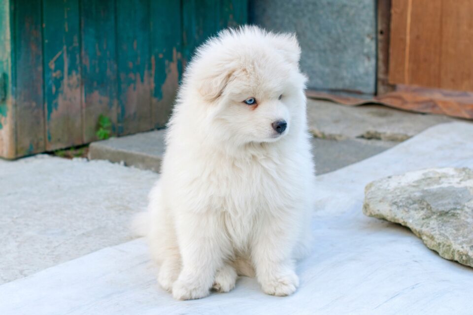 How Much Does a Pomsky Cost? (2025 Price Guide)