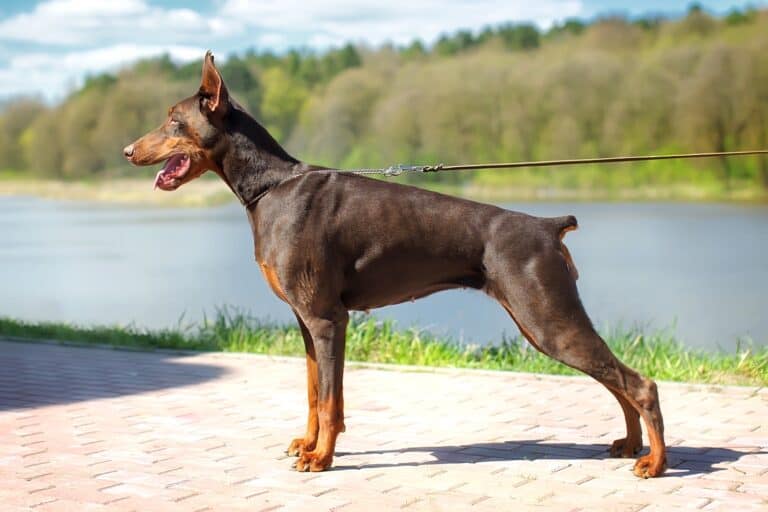 Doberman Tail Docking: Here's Everything You Need to Know