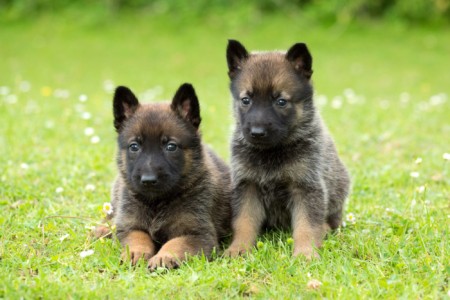 40+ Pictures of Baby German Shepherds to Brighten Your Day