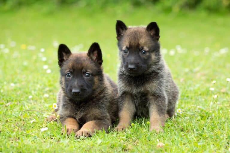 40+ Pictures of Baby German Shepherds to Brighten Your Day