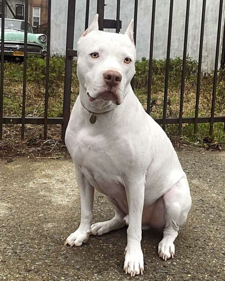 Dogo Pit (Dogo Argentino & Pitbull Mix) Info, Pictures, Facts, FAQs & More