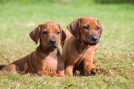 How Much Does a Rhodesian Ridgeback Cost? (2024 Guide)