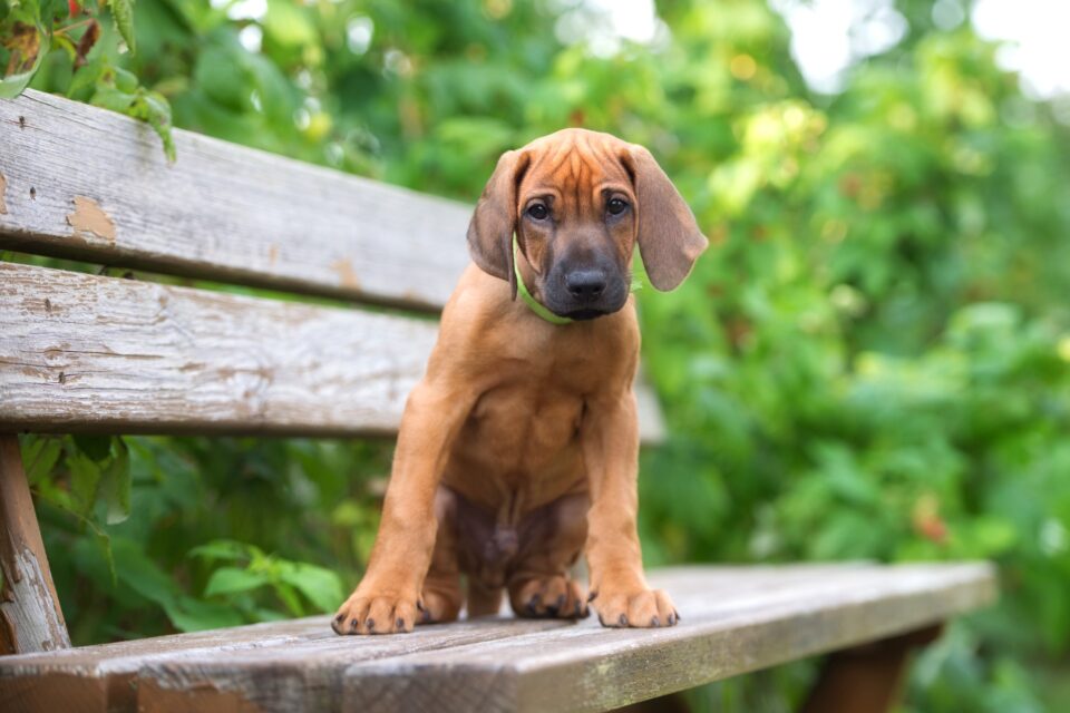 How Much Does a Rhodesian Ridgeback Cost? (2024 Guide)