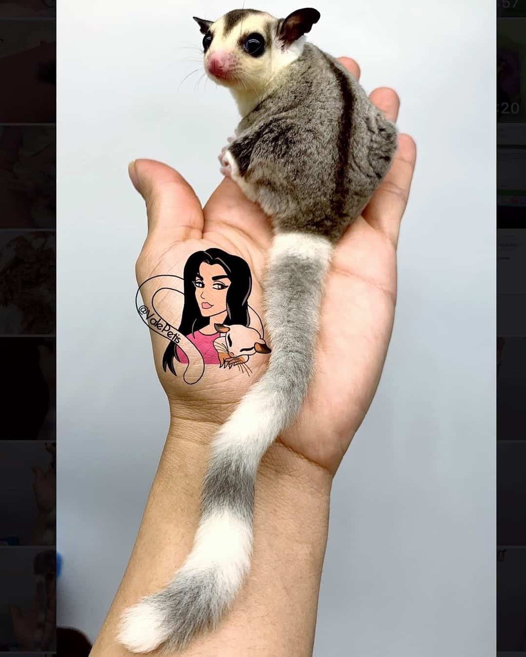 20+ Sugar Glider Colors and Patterns Explained (With Pictures)