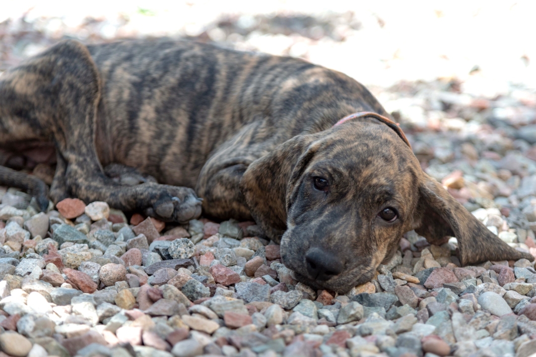 Plott Hound Lab Mix: Info, Pictures, Facts, Traits, FAQs & More