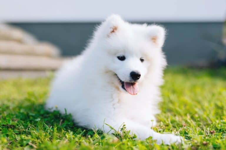 How Much Does a Samoyed Cost? (2026 Price Guide)