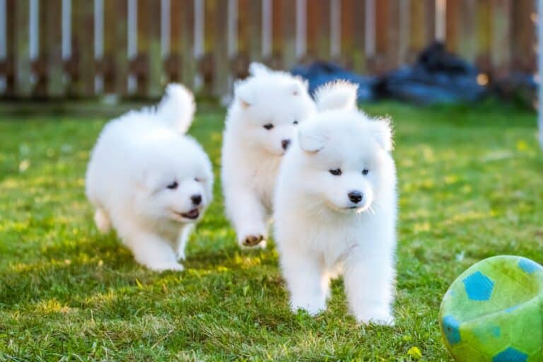 How Much Does a Samoyed Cost? (2026 Price Guide)