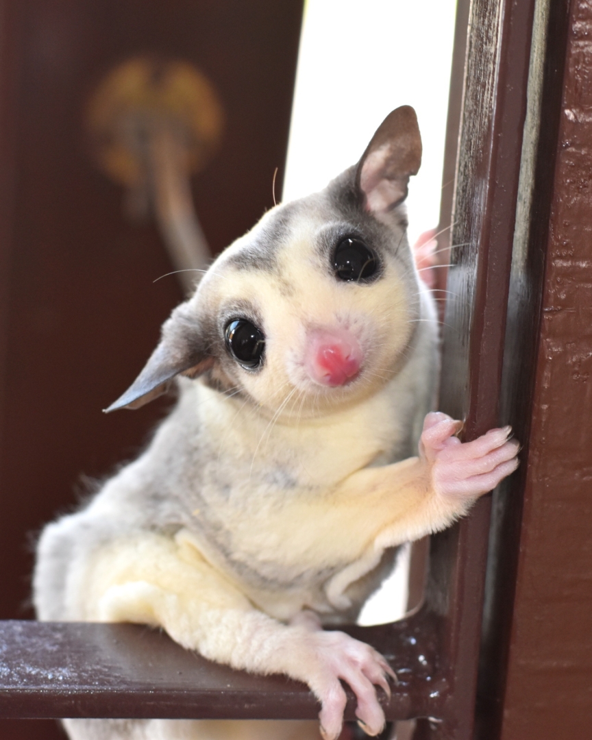 20+ Sugar Glider Colors and Patterns Explained (With Pictures)