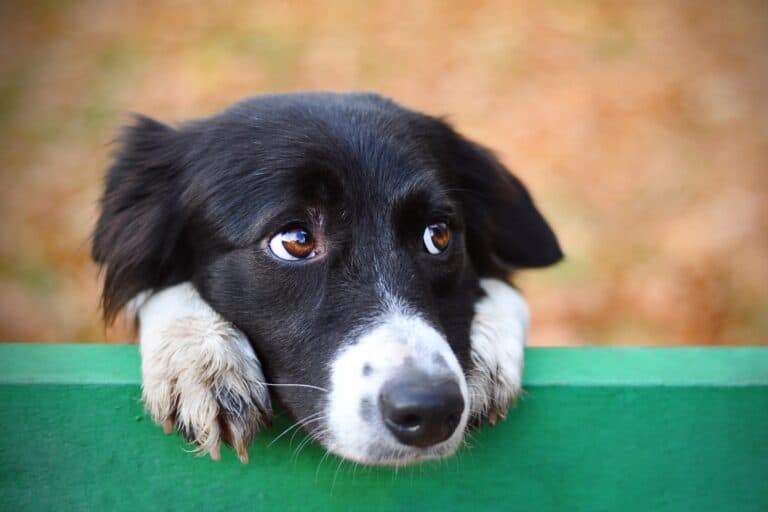 What Does Your Dog's Side-Eye (AKA Whale Eye) Really Mean?