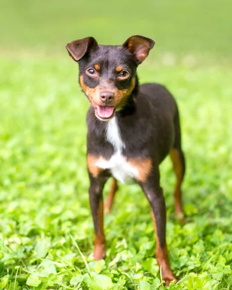 Chipin (Chihuahua & Miniature Pinscher Mix) Info, Pictures, Facts & More