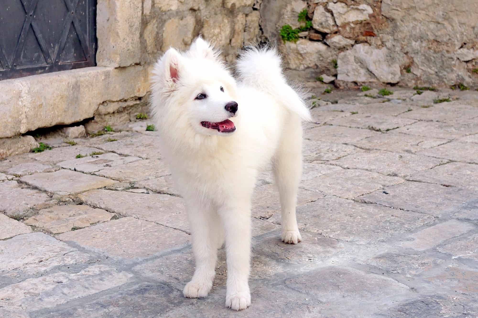 36 Cutest Small Fluffy Dog Breeds You’ll Love (With Pictures)