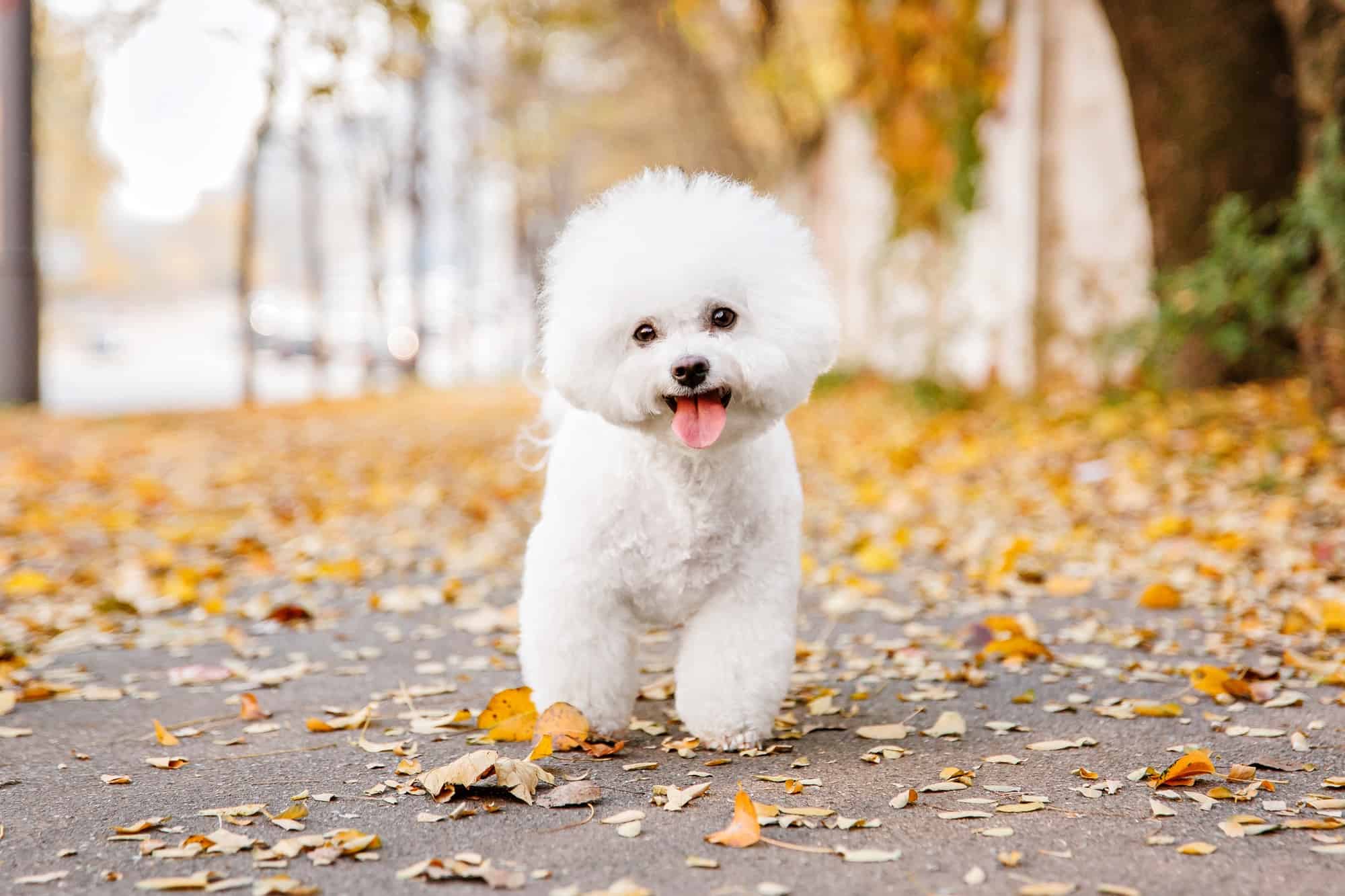 36 Cutest Small Fluffy Dog Breeds You’ll Love (With Pictures)