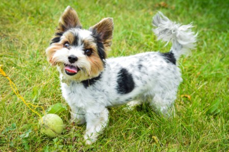 36 Cutest Small Fluffy Dog Breeds You’ll Love (With Pictures)