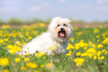 36 Cutest Small Fluffy Dog Breeds You’ll Love (With Pictures)