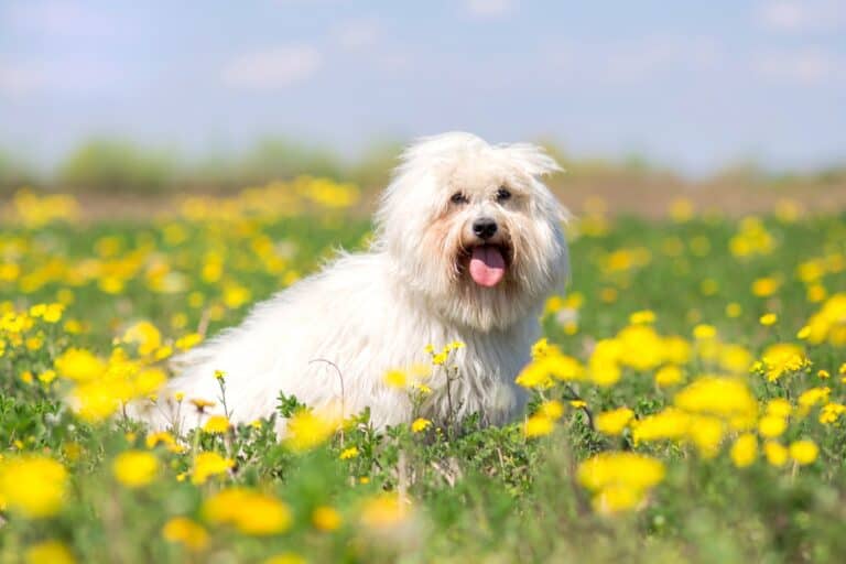 36 Cutest Small Fluffy Dog Breeds You’ll Love (With Pictures)