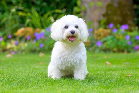 36 Cutest Small Fluffy Dog Breeds You’ll Love (With Pictures)
