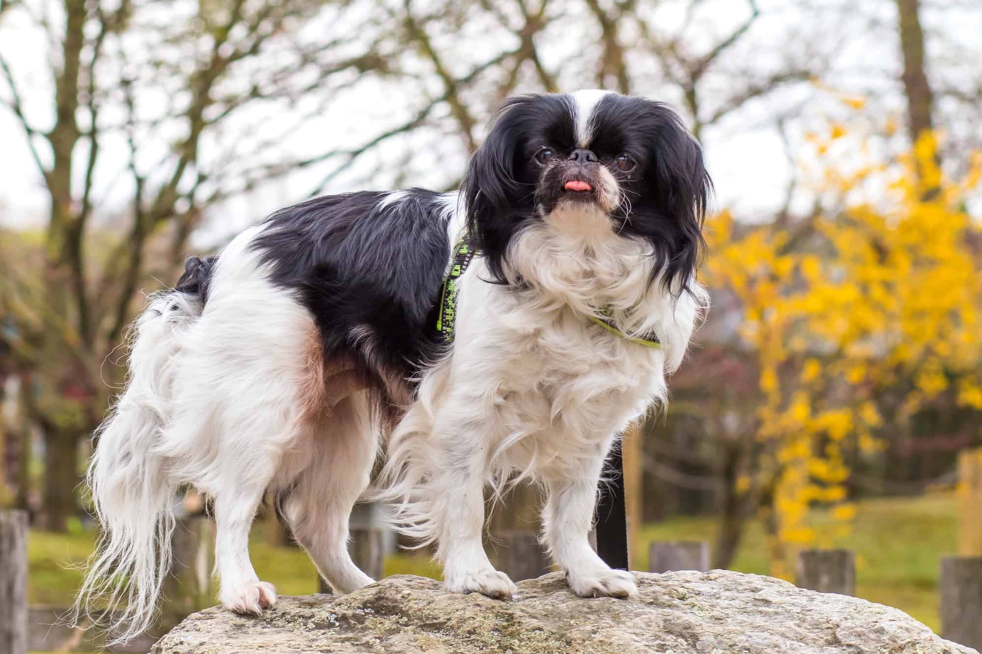 36 Cutest Small Fluffy Dog Breeds You’ll Love (With Pictures)