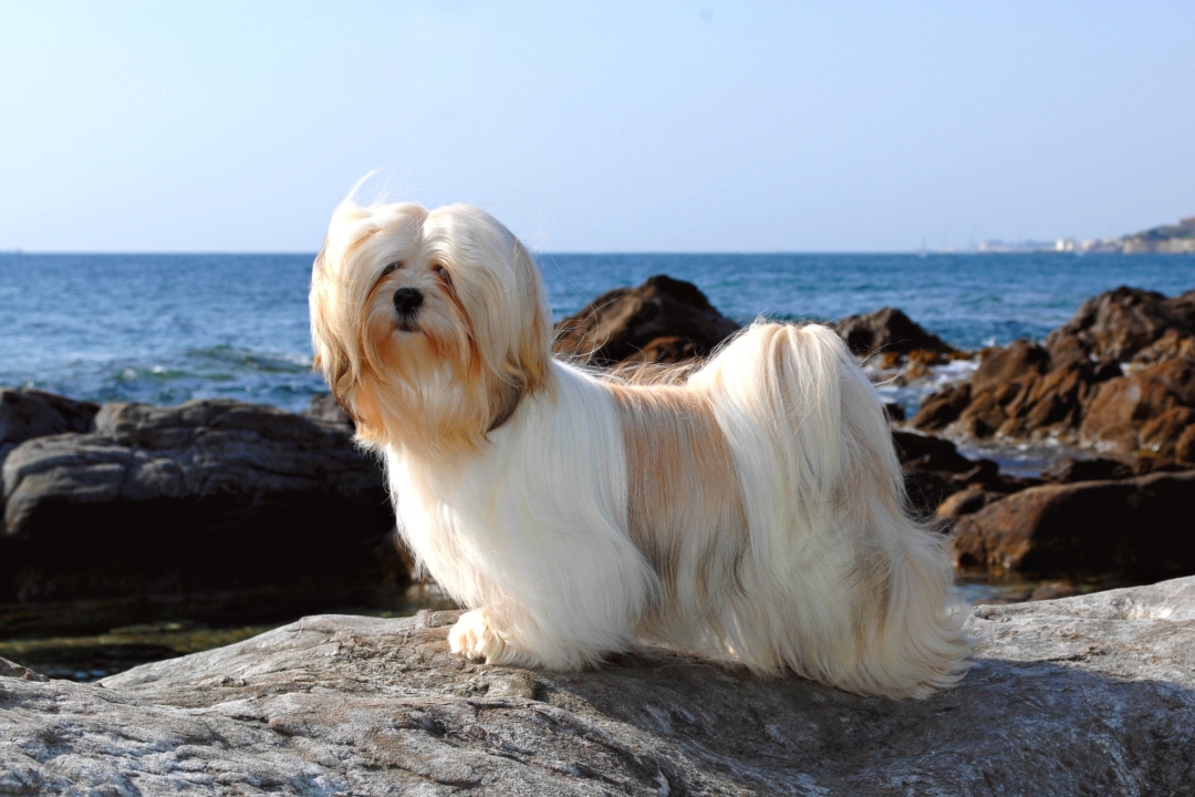 36 Cutest Small Fluffy Dog Breeds You’ll Love (With Pictures)