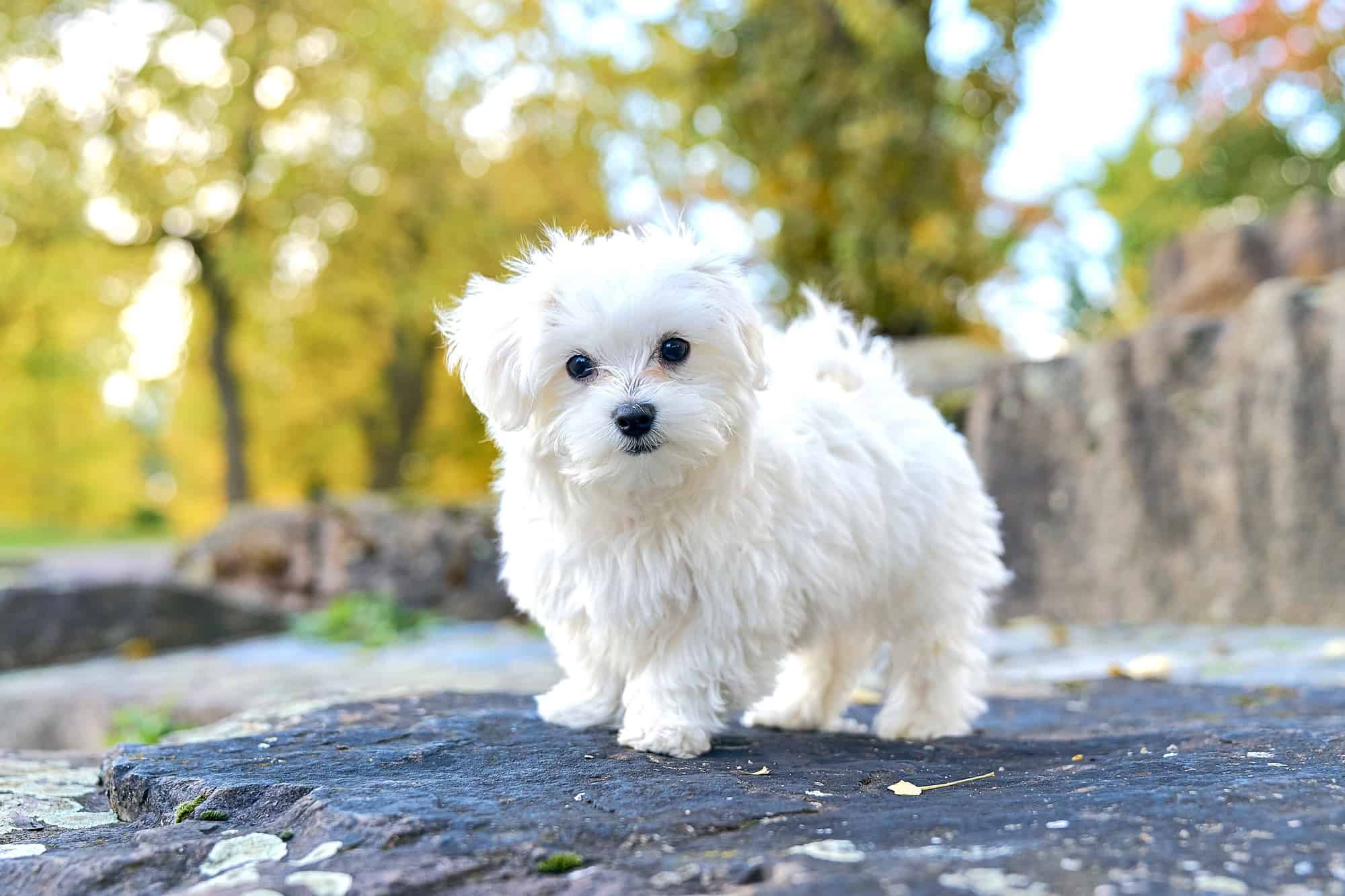 36 Cutest Small Fluffy Dog Breeds You’ll Love (With Pictures)