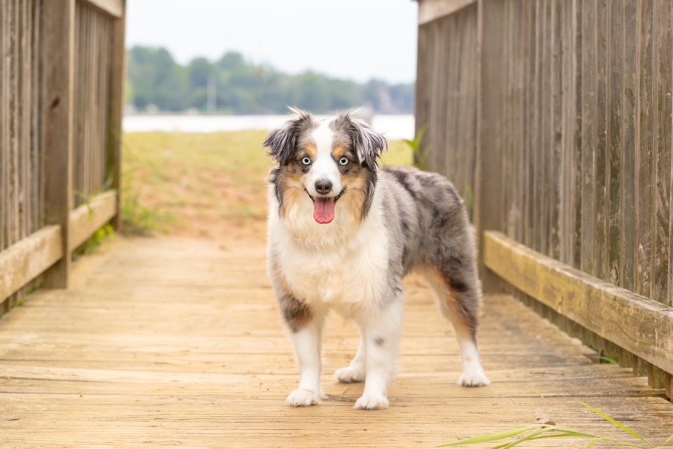 36 Cutest Small Fluffy Dog Breeds You’ll Love (With Pictures)