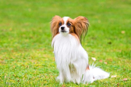 36 Cutest Small Fluffy Dog Breeds You’ll Love (With Pictures)