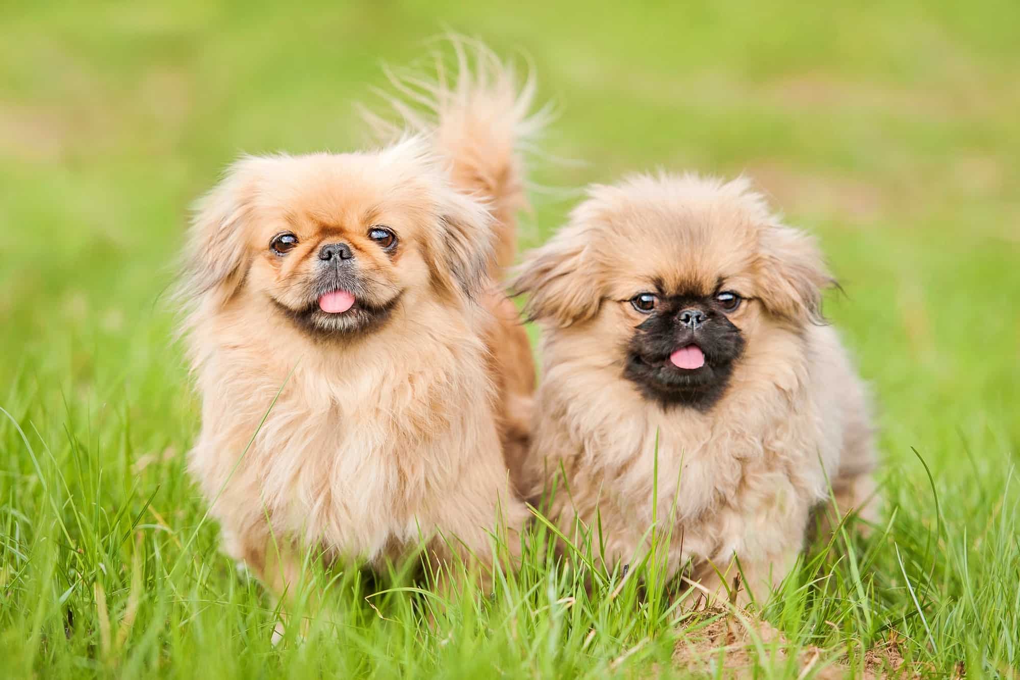 36 Cutest Small Fluffy Dog Breeds You’ll Love (With Pictures)