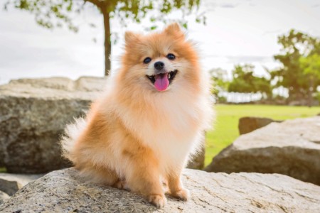 36 Cutest Small Fluffy Dog Breeds You’ll Love (With Pictures)