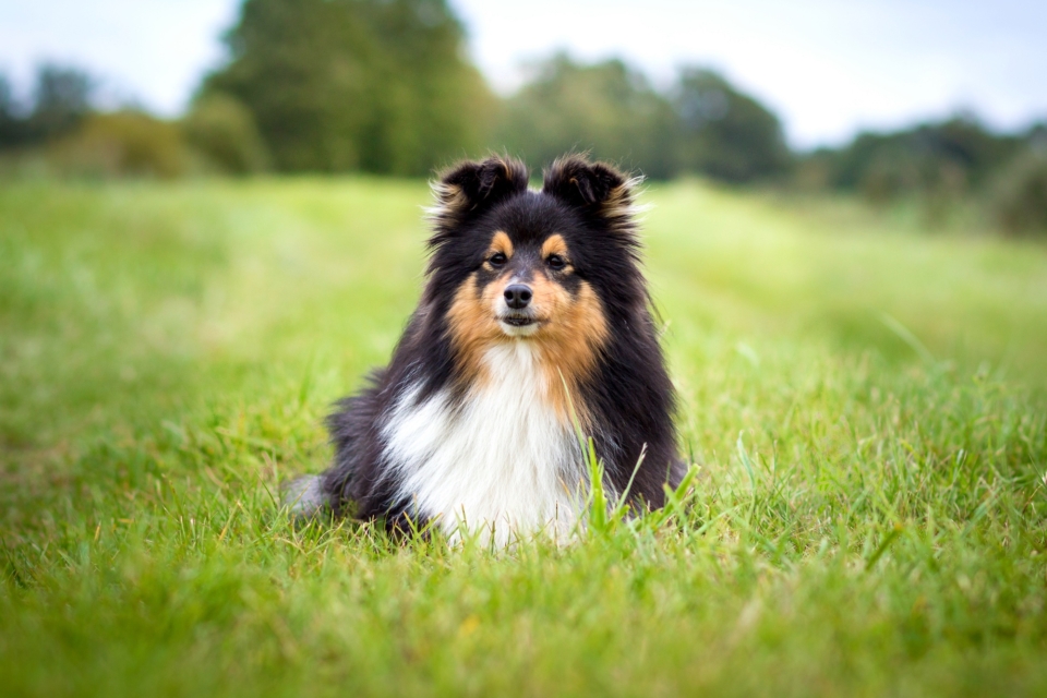 36 Cutest Small Fluffy Dog Breeds You’ll Love (With Pictures)
