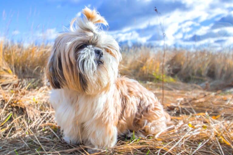 36 Cutest Small Fluffy Dog Breeds You’ll Love (With Pictures)