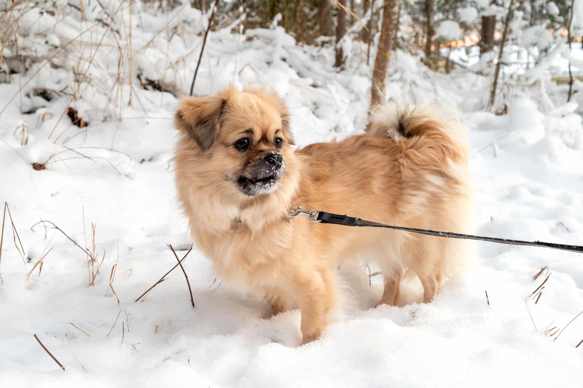 36 Cutest Small Fluffy Dog Breeds You’ll Love (With Pictures)