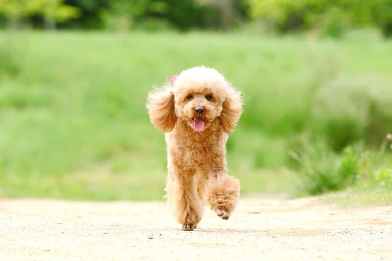 36 Cutest Small Fluffy Dog Breeds You’ll Love (With Pictures)
