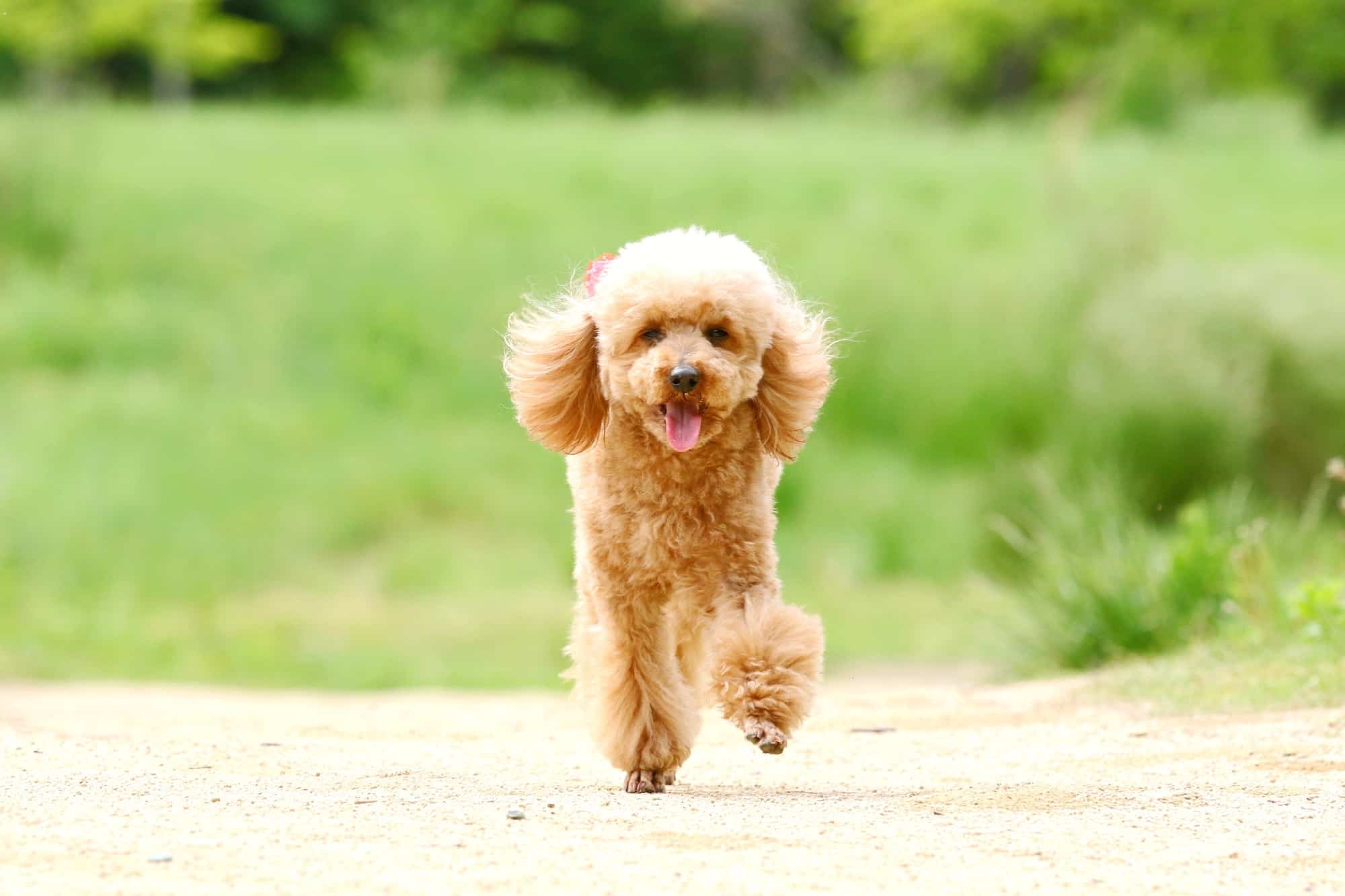 36 Cutest Small Fluffy Dog Breeds You’ll Love (With Pictures)