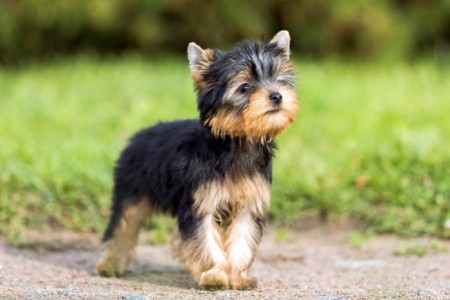 36 Cutest Small Fluffy Dog Breeds You’ll Love (With Pictures)