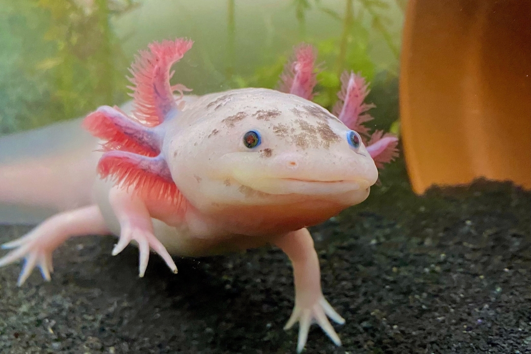 Axolotl Lifespan: How Long Do Axolotls Live on Average?