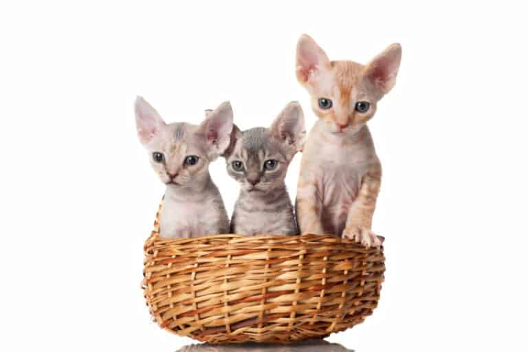 How Much Does a Devon Rex Cost? (2025 Price Guide)