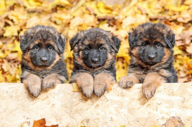 40+ Pictures of Baby German Shepherds to Brighten Your Day