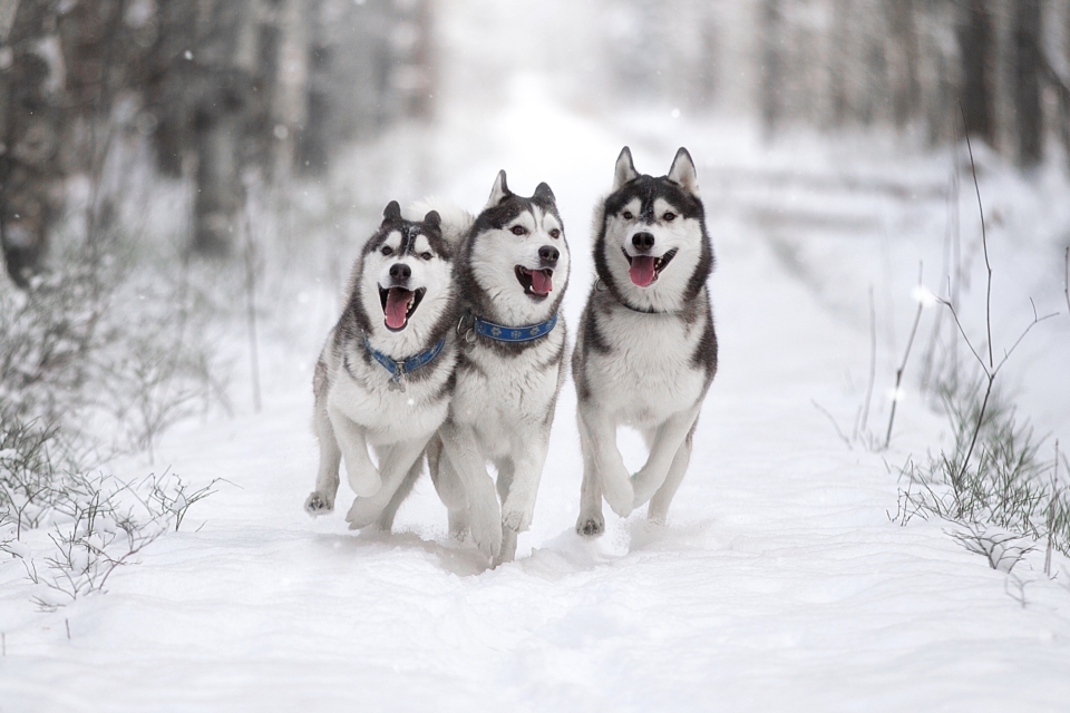 30 Different Types of Huskies (With Pictures) - Bubbly Pet