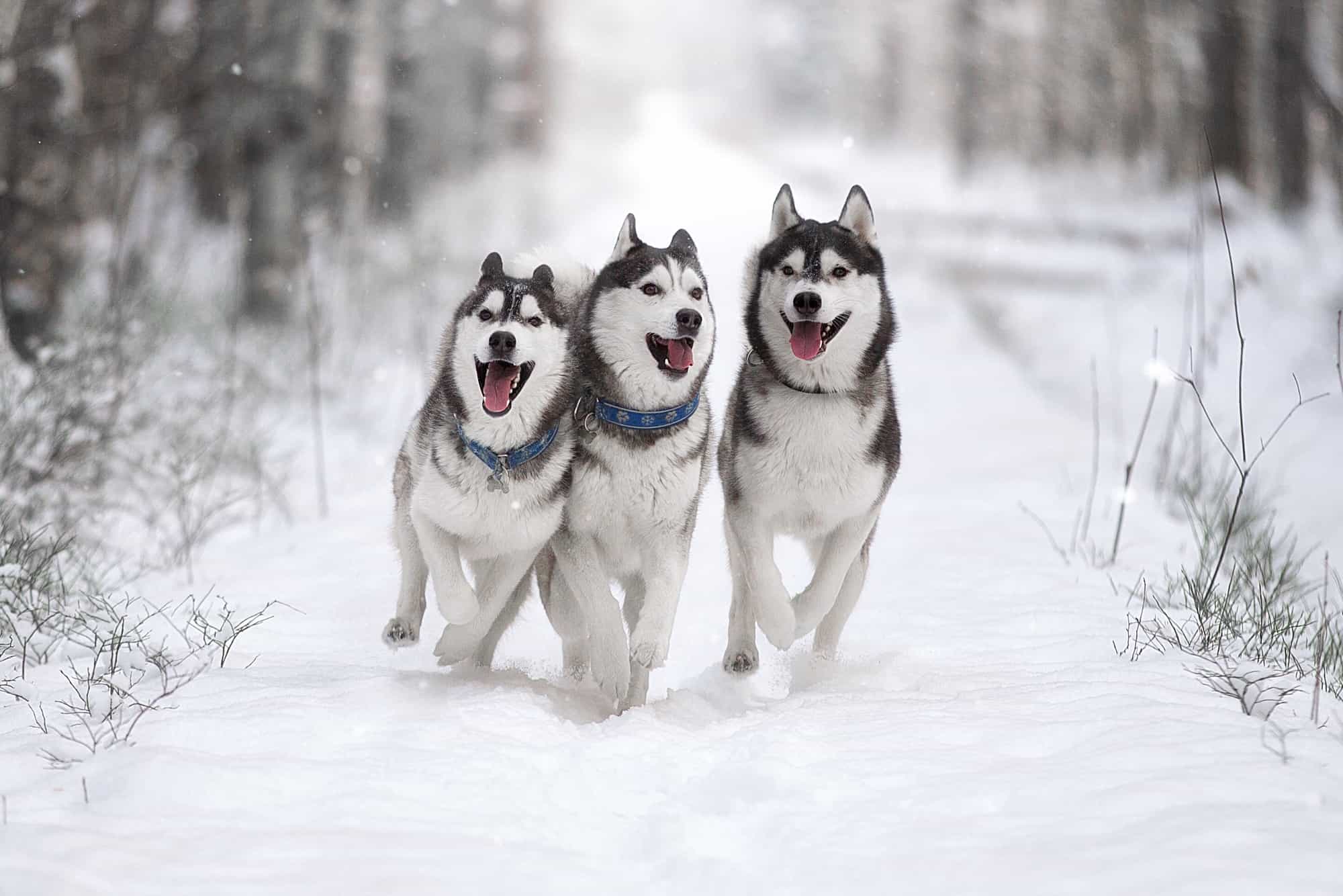 30 Different Types of Huskies (With Pictures) - Bubbly Pet